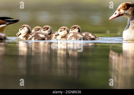 A close-up of a Nil goose swimming in the water Stock Photo - Alamy