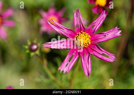 Closeup of the Cosmos flower. Selected focus Stock Photo - Alamy