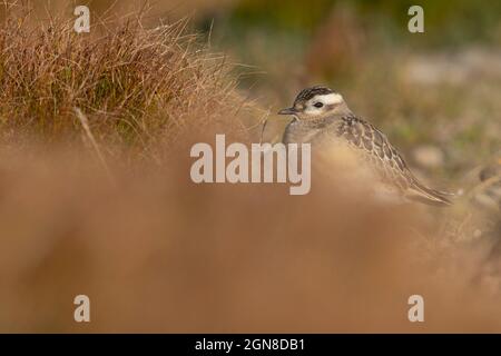 Eurasian Dotterel, Corno alle Scale (BO), Italy, September 2021 Stock Photo - Alamy