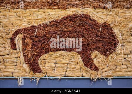 Mural made of corn at Corn Palace Stock Photo - Alamy