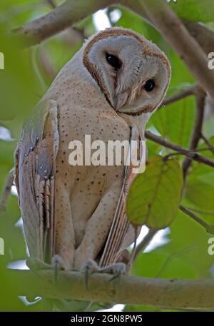 Barn Owl (Tyto alba stertens) adult perched on branch Guwahati, Assam ...