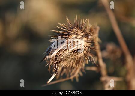 dead head thistle Stock Photo - Alamy