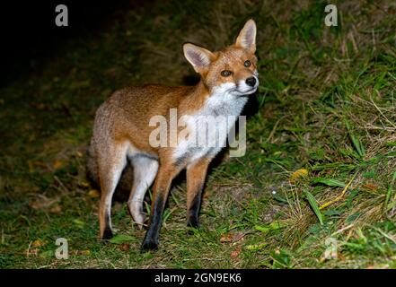 An urban fox looks for food at the Triumph Retail Park in Hunts Cross ...