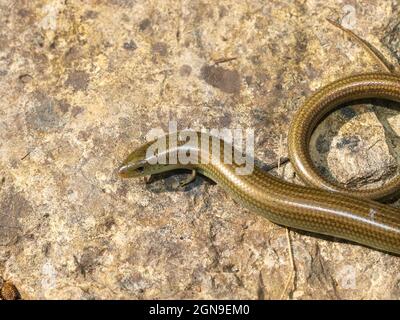 Small Three-toed Skink (Chalcides Minutus Stock Photo - Alamy