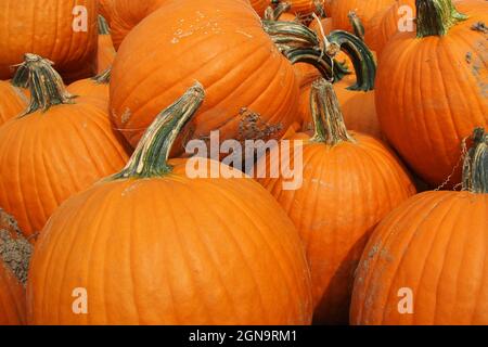These are things associated with the autumn season Stock Photo - Alamy