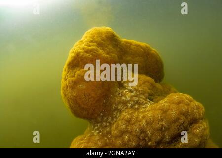 Freshwater Bryozoan, Pectinatella magnifica, in Fawn Lake on the ...
