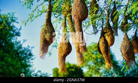 Baya weaver bird nests hanging ; Jodhpur ; Rajasthan ; India Stock Photo - Alamy