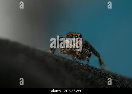 New Zealand white banded house jumping spider (Maratus griseus Stock ...