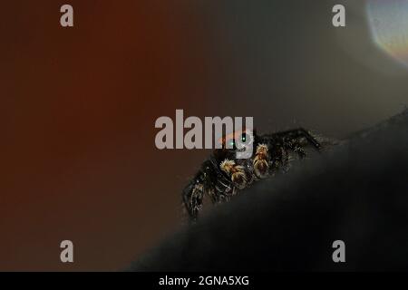 New Zealand white banded house jumping spider (Maratus griseus Stock ...