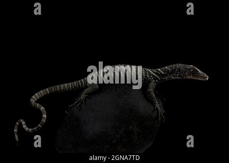 The Spotted Tree Monitor lizard varanus similis isolated on white ...