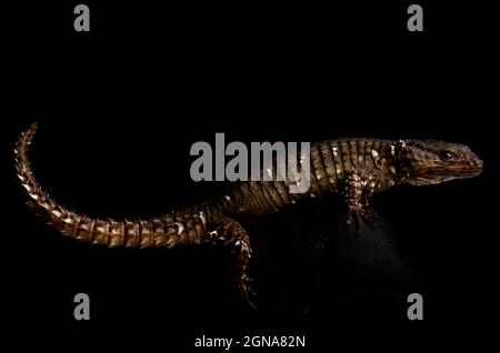 Van Dam’s Girdled Lizard (Smaug vandami Stock Photo - Alamy