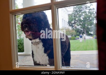 Bo, the Obama family dog, peers into the Oval Office from the Colonnade ...