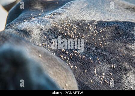 horn fly cattle fly cattle pests on a cow head Stock Photo - Alamy