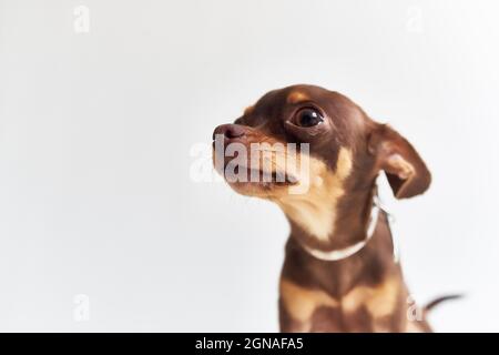 chihuahua mammals friend of human isolated background Stock Photo - Alamy