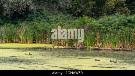 An old pond overgrown with duckweed and mud where ducks live Stock ...