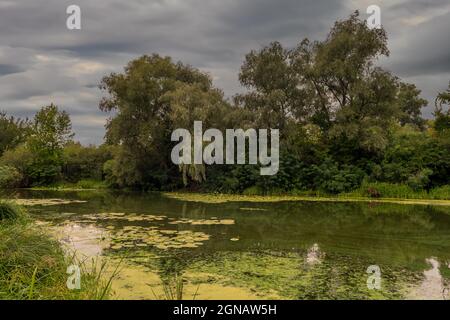 A small river with calm waters and flowering water lilies along the ...