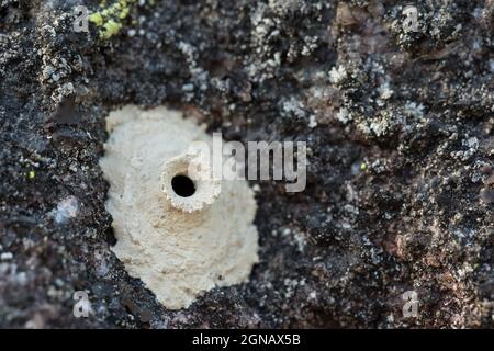 Clay-nest of the potter wasp (Eumenes coronatus Stock Photo - Alamy