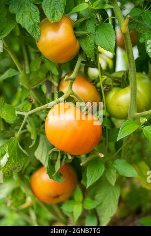 Big red tomatoes growing in a greenhouse ready to pick Stock Photo - Alamy