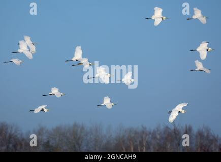 A flock of Great Egrets (Ardea alba) aka Great White or Common Egret ...
