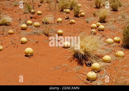 Namib: Wild melons (Tsamma melons, Citrullus ecirrhosus) in the Namib Desert east of Swakopmund ...