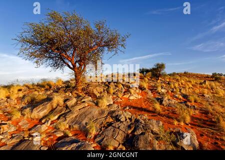 Marble mountain (blue marble) in Tsondab Valley Scenic Reserve, Namib ...