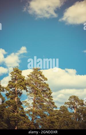 Tree Tops Blue Sky and White Clouds RSPB Sandy Bedfordshire Stock Photo ...