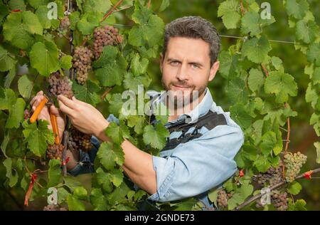 winegrower cut grapes with gardening scissors, fruit Stock Photo - Alamy