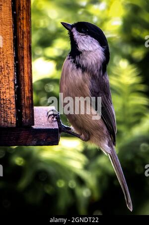 Carolina Chickadee on the Suet Feeder Stock Photo - Alamy