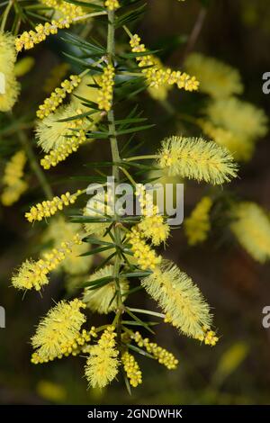 Wattle (Acacia) flower Stock Photo - Alamy