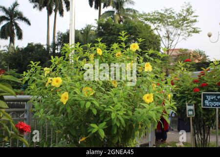 Most Beautiful Flower Belly In Bangladesh Stock Photo - Alamy