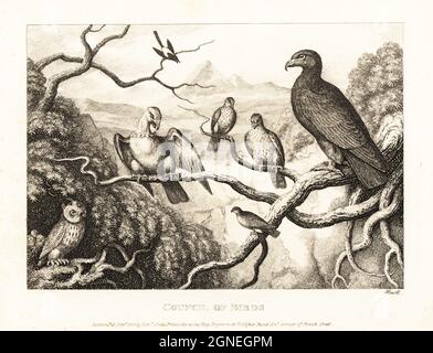 Fable Sparrow Drawing