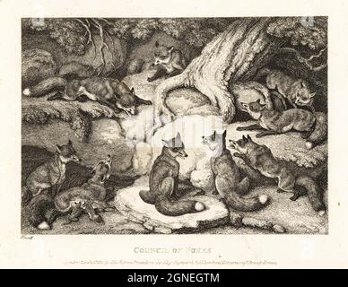 A pack of foxes meeting at the roots of a large tree in a forest. A ...
