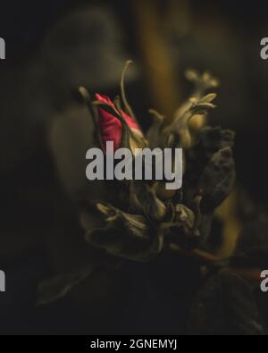 Vertical macro of a closed dark red peony bud with green sepals. Great ...