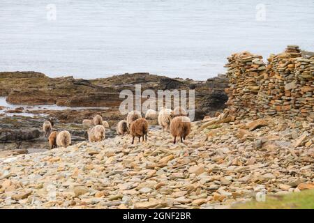 North Ronaldsay sheep on the shoreline next to a common seal Orkney ...