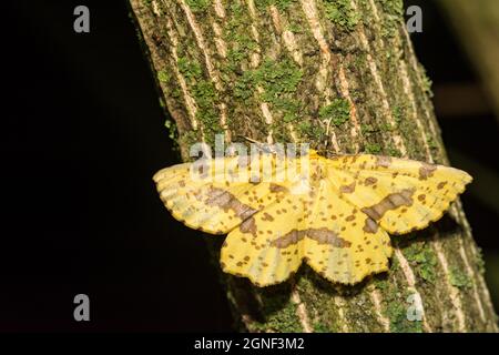 Crocus Geometer (Xanthotype sospeta Stock Photo - Alamy