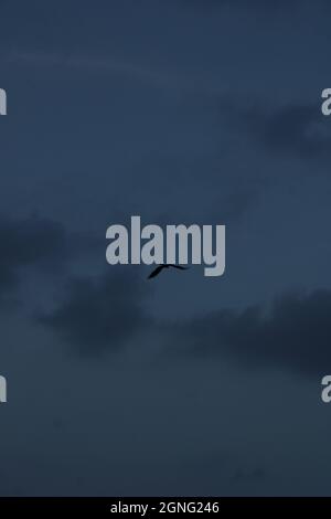 Bird alone in sky with clouds Stock Photo - Alamy