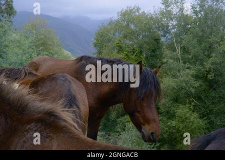 Garrano is the horse breed traditional from the north of Portugal ...