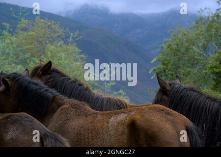 Garrano is the horse breed traditional from the north of Portugal ...