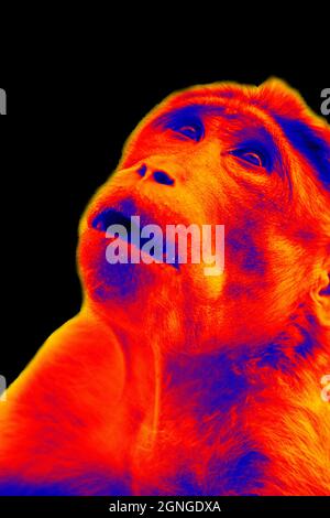 Entertaining portraits of Indian monkey. Scanning animal's body ...