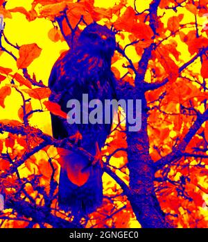 The Crow infrared. Scanning the animal's body temperature with a ...