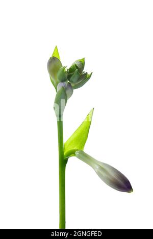 Hosta 'So Sweet' Stock Photo - Alamy