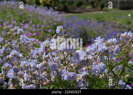 Hardy Geranium pratense 'Cloud Nine Stock Photo - Alamy