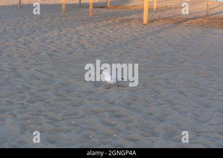 A series of shots of sea gulls on the Black Sea beach at sunset Stock ...