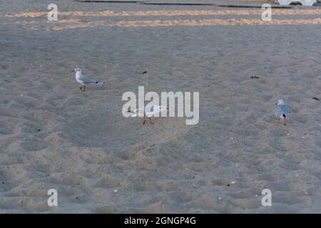 A series of shots of sea gulls on the Black Sea beach at sunset Stock ...