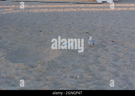 A series of shots of sea gulls on the Black Sea beach at sunset Stock ...
