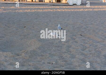 A series of shots of sea gulls on the Black Sea beach at sunset Stock ...