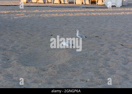 A series of shots of sea gulls on the Black Sea beach at sunset Stock ...
