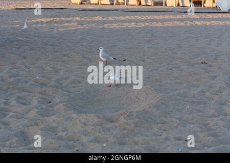 A series of shots of sea gulls on the Black Sea beach at sunset Stock ...