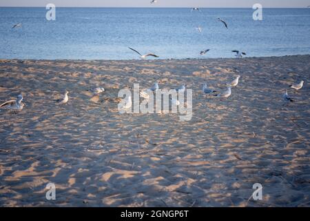 A series of shots of seagulls on the Black Sea coast during sunset ...