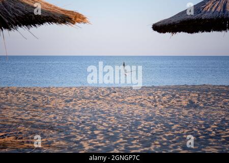 A series of shots of seagulls on the Black Sea coast during sunset ...